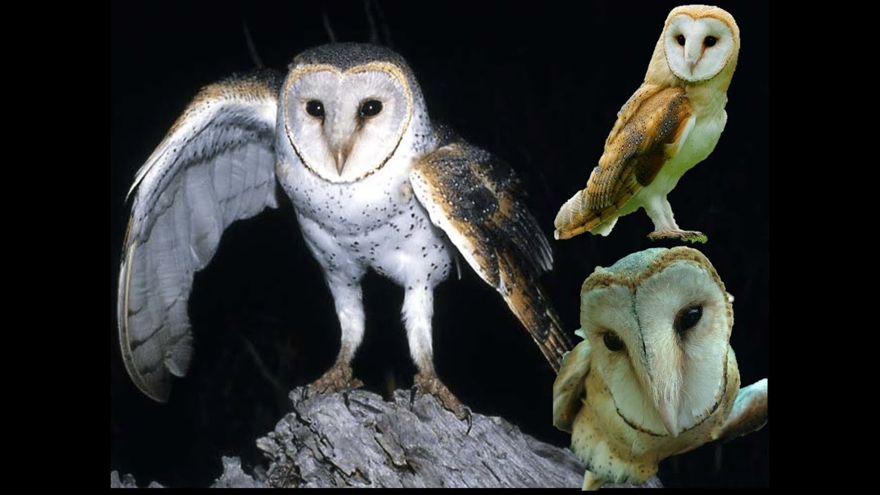 Barn owl in Asia| The Beautiful Owl | - YouTube