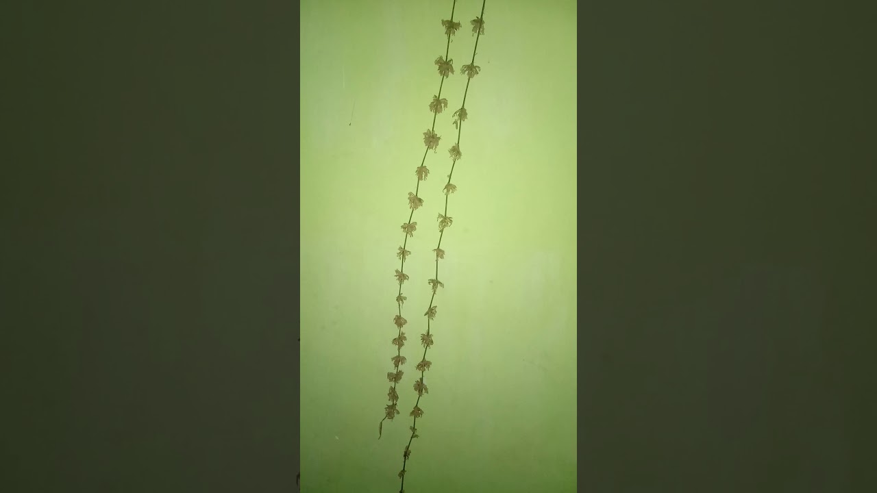 BUNGA BAMBU /KEMBANG BAMBU YG MINAT WA 081272126661 - YouTube