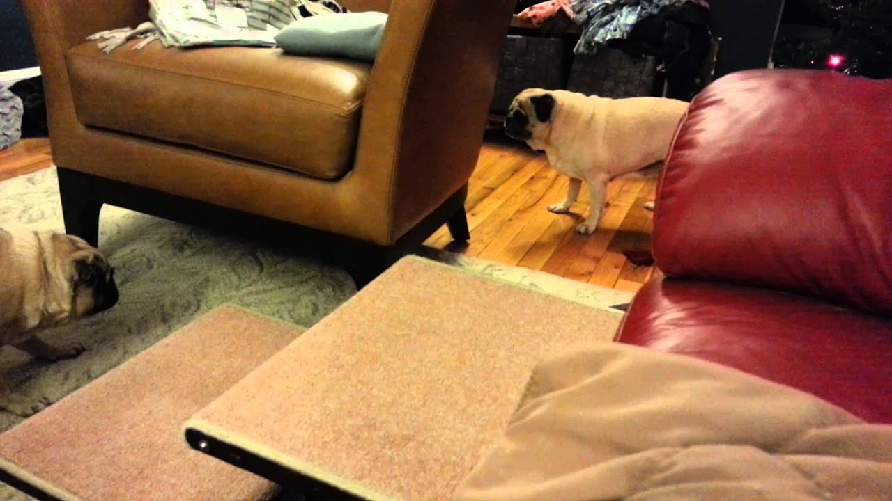 Friday Pug Rumble - YouTube