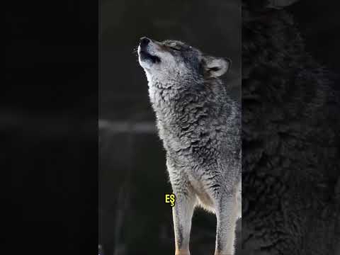 Kurtlar 'ın Özellikleri. #wolf #animals #wildlife #kurt #czech #wolfdog  #köpek #animal #wildanimal