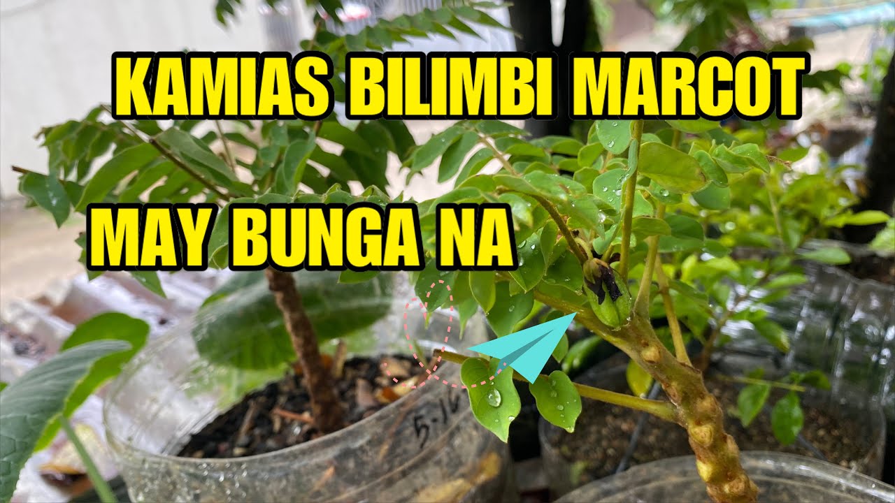 Kamias Marcot Bears Fruit - YouTube