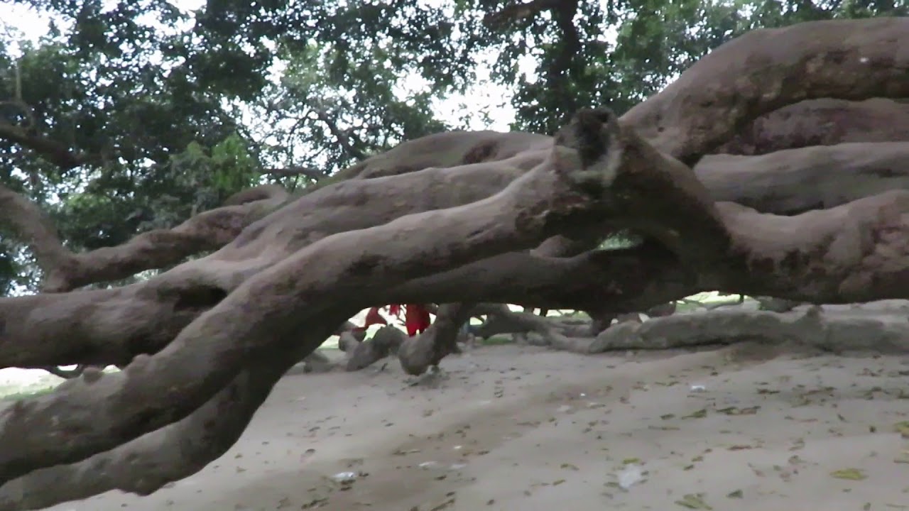 WORLDS BIGGEST MANGO TREE - বিশ্বের বৃহত্তম আম গাছ। - YouTube
