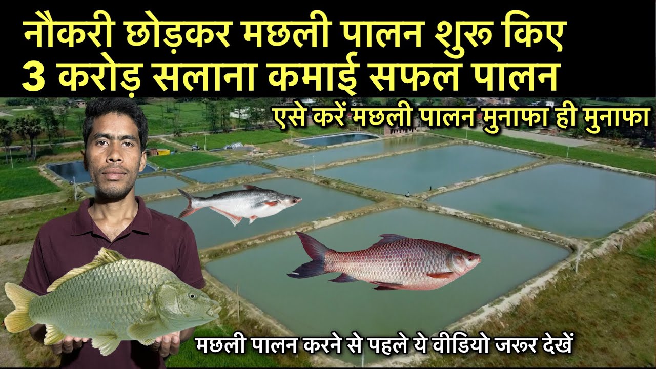 Fish farming॥fish farming business॥How to fish farming॥fish profit 💰 ...