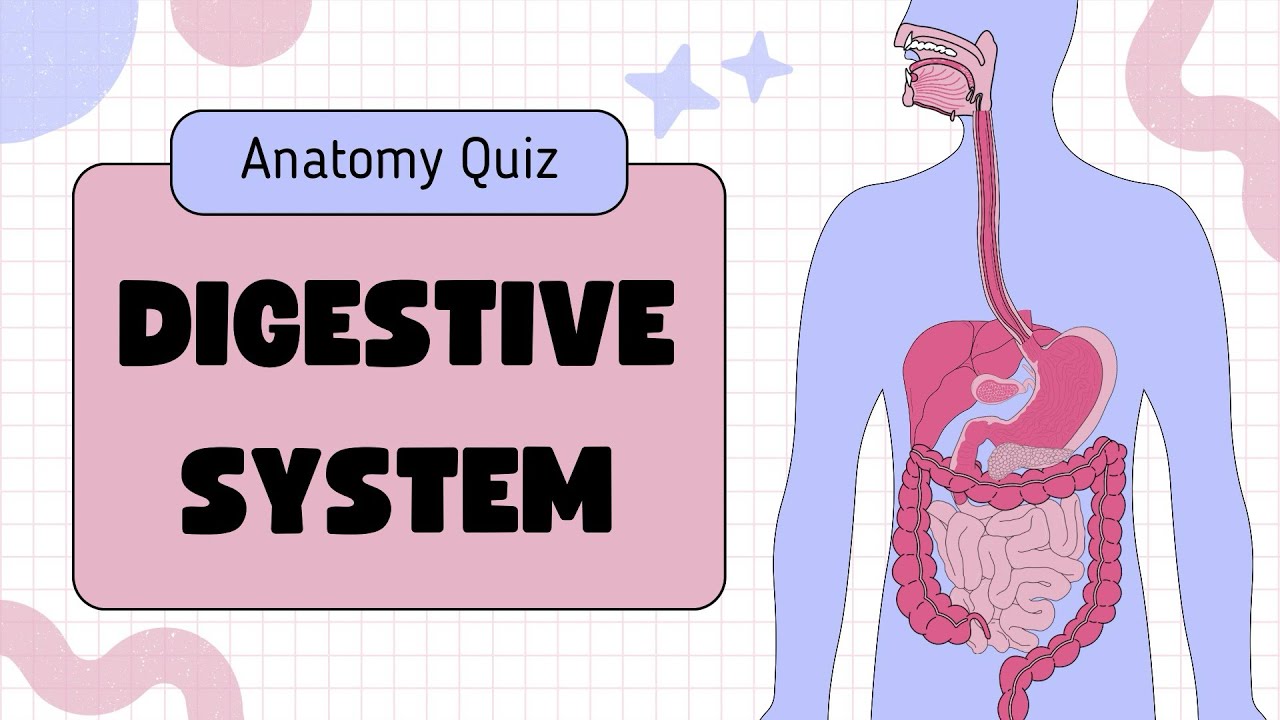 GRADE 8 SCIENCE QUARTER 1 | Digestive System Parts & Functions • Maiet ...