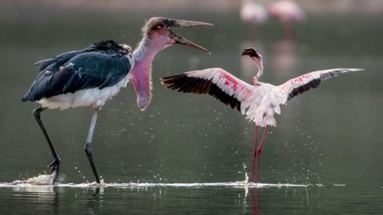 Marabou Stork Eating Flamingo