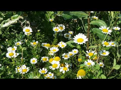 49 Saniyelik Doğa Video'su 4K ULTRA HD