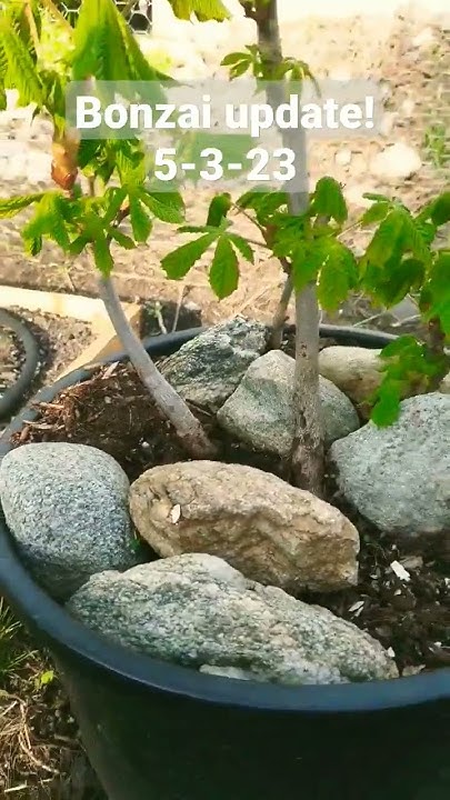Bonzai Update 05-03-2023 #bonzai - YouTube