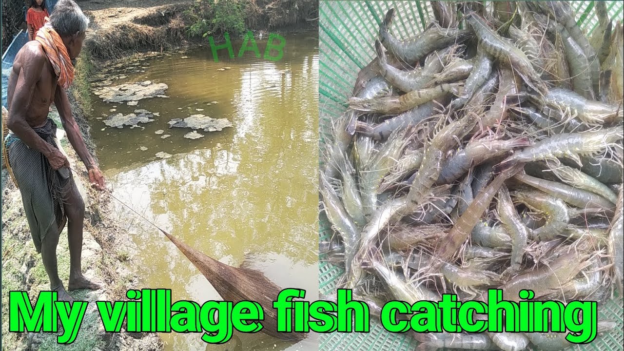 My village fish catching - YouTube