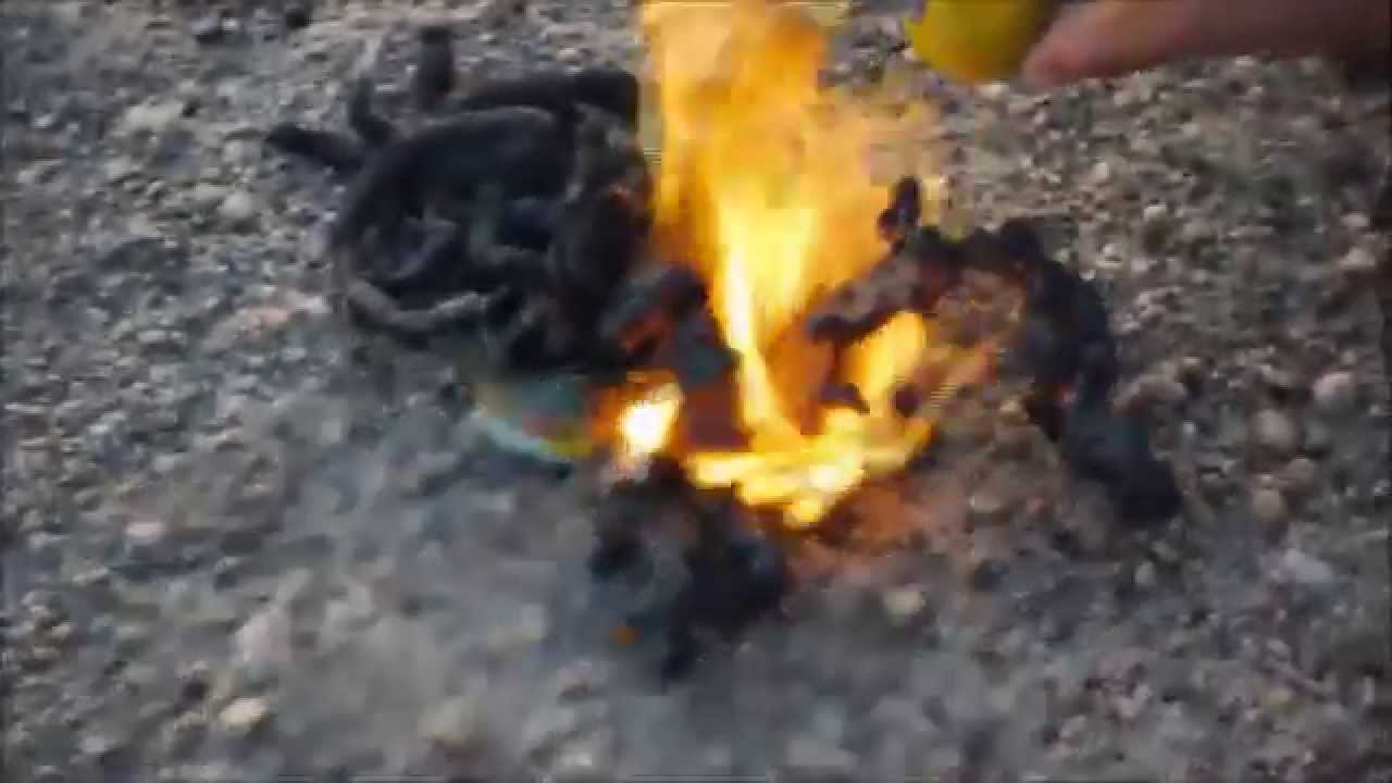 Worm World - 4th of July Fireworks - Snakes - YouTube