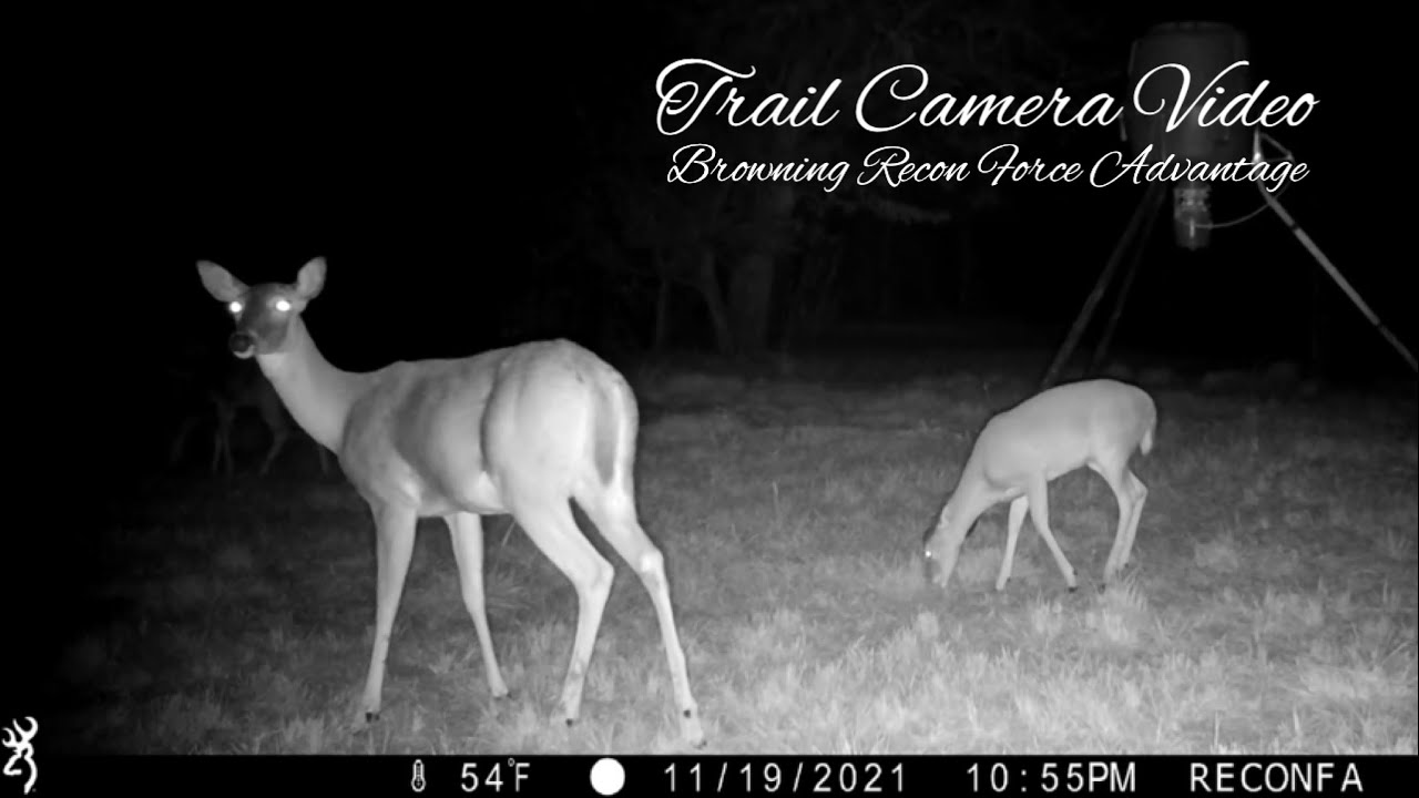 Browning Recon Force Advantage Trail Camera Video Nov. 18-20, 2021 ...