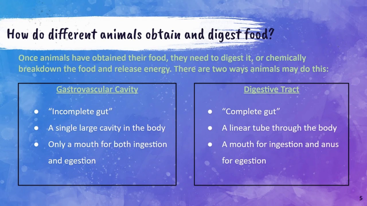 Zoology - Unit 3 Lesson 2 (Animal Systems 1) - YouTube