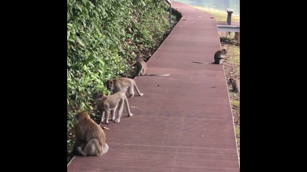 Singapore’s Macritchie Reservoir Tour-Monkeys and Water Monitor Lizards ...