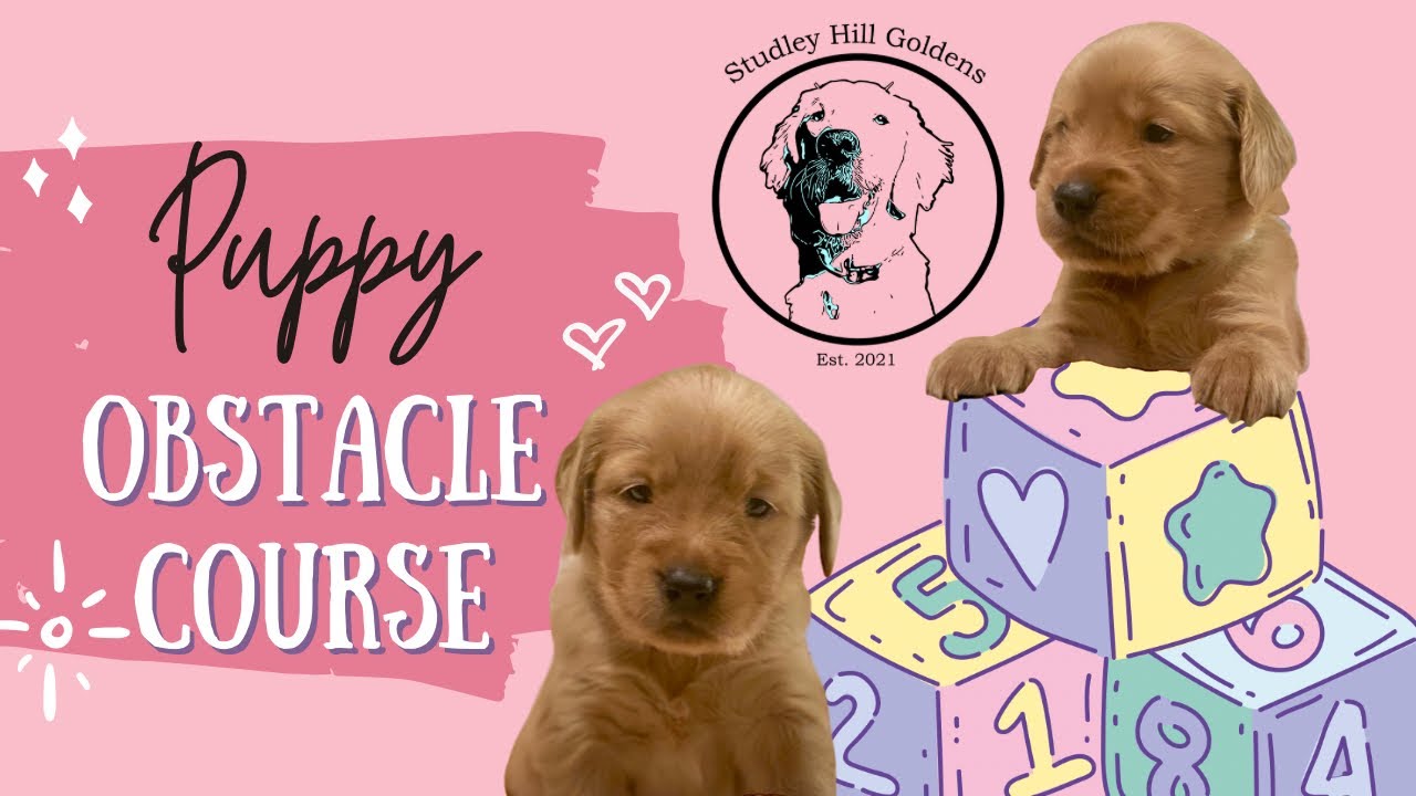Golden Puppy OBSTACLE COURSE! - YouTube