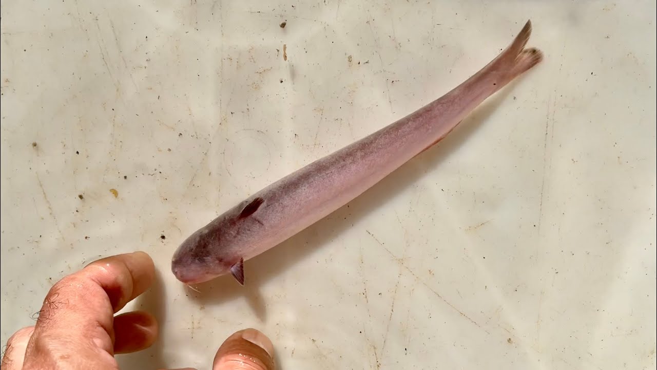 Conheça o candiru-açu: Cetopsis candiru - YouTube