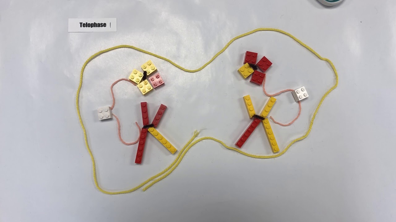 meiosis stop motion - YouTube