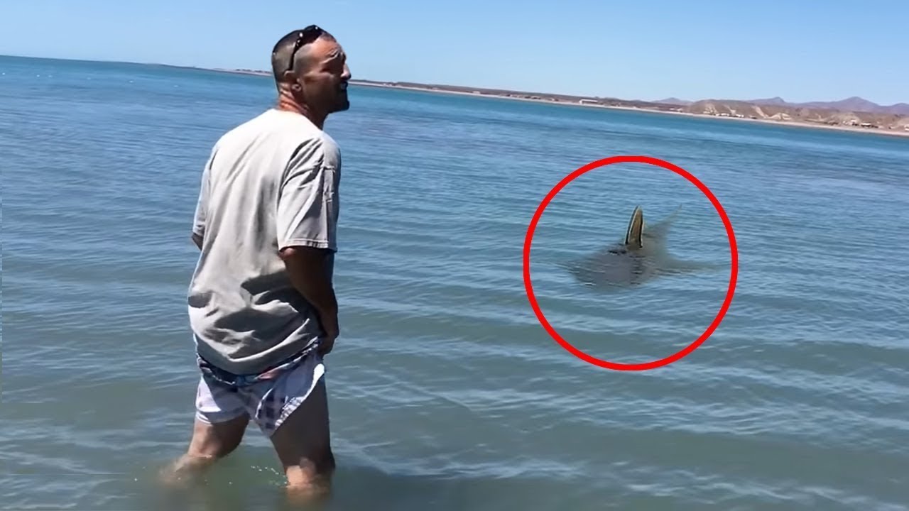 6 Scary Animal Encounters That Will Freak You Out - YouTube