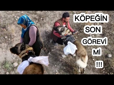 KÖPEK ANNENİN VERDİĞİ YEMEĞİ OĞLUNA GÖTÜRDÜ ? SADDAM AMELİYATA GİRİYOR/SON GÖREVİMİ/ AĞLAYAN KÖPEK