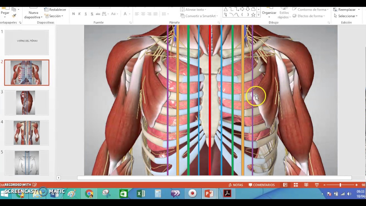 Líneas de referencia del tórax - YouTube