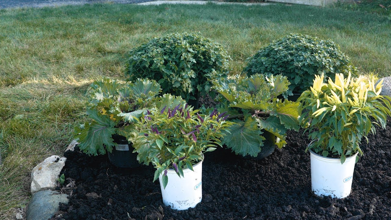 Planting Fall Flowers In-ground - YouTube