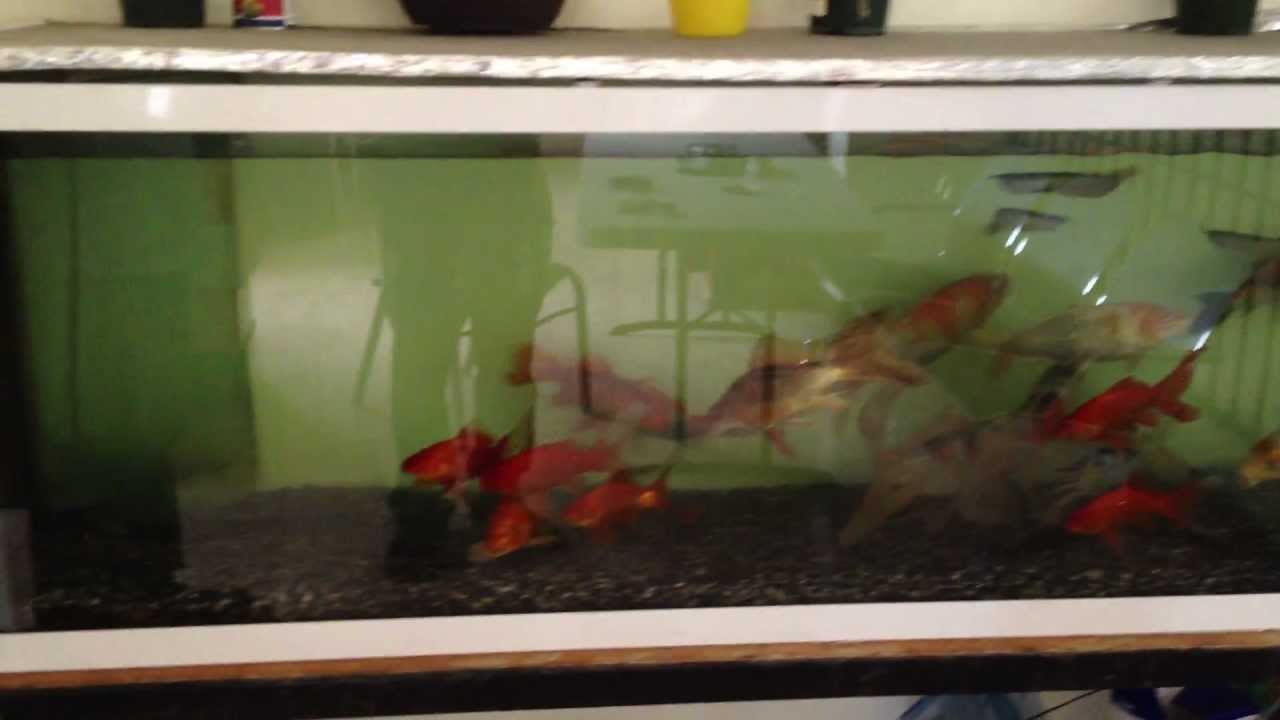 175 Gallon Fish Tank with Koi and Arowana - YouTube