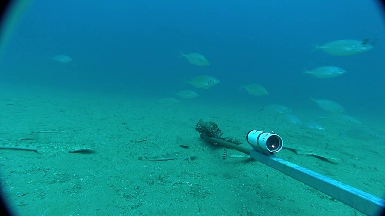 Blue-spotted flathead SE Australia - YouTube