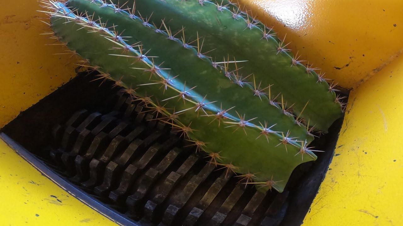 THE BEST WAR CACTUS WITH FAST SHREDDER MACHINE | SATISFYING ASMR ...