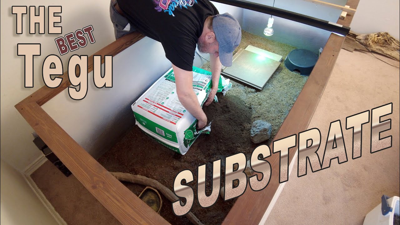 Here is the near perfect substrate for your pet Tegu lizard - YouTube