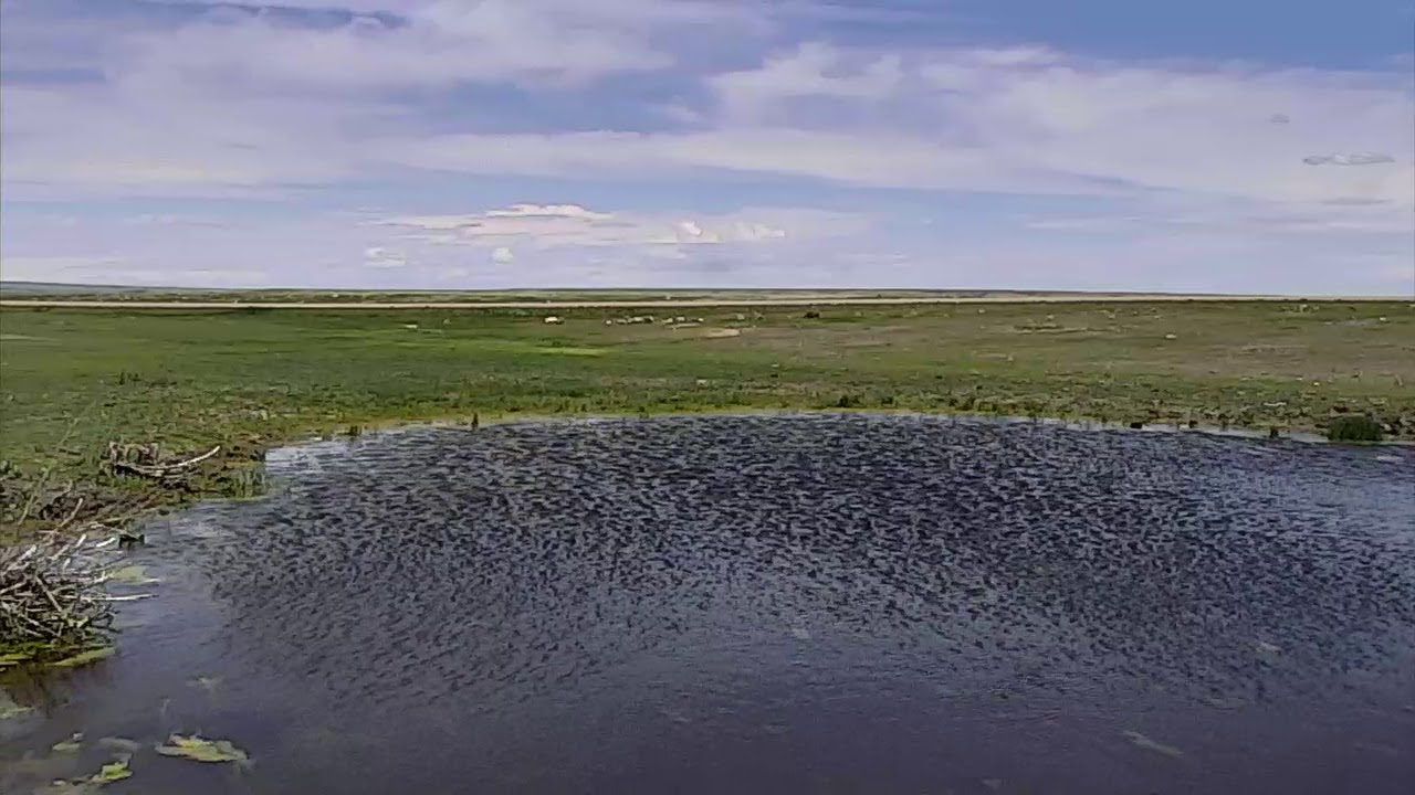 Bison Watering Hole Cam 06-04-2018 12:35:07 - 13:35:08 - YouTube