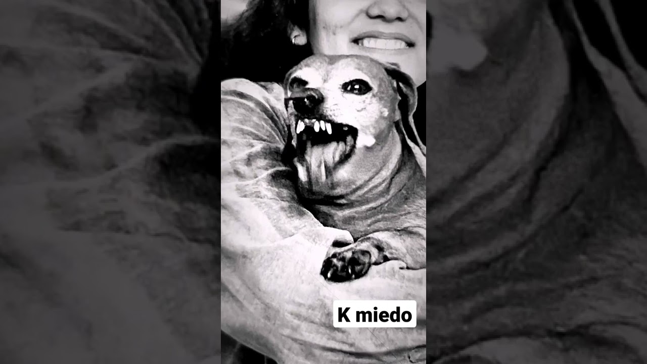 Top #1 perros mas tenebrosos - YouTube
