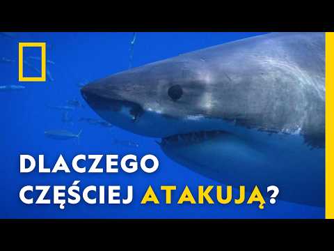 ATAKI REKINÓW: zbadali, dlaczego rekiny stają się coraz bardziej agresywne | National Geographic