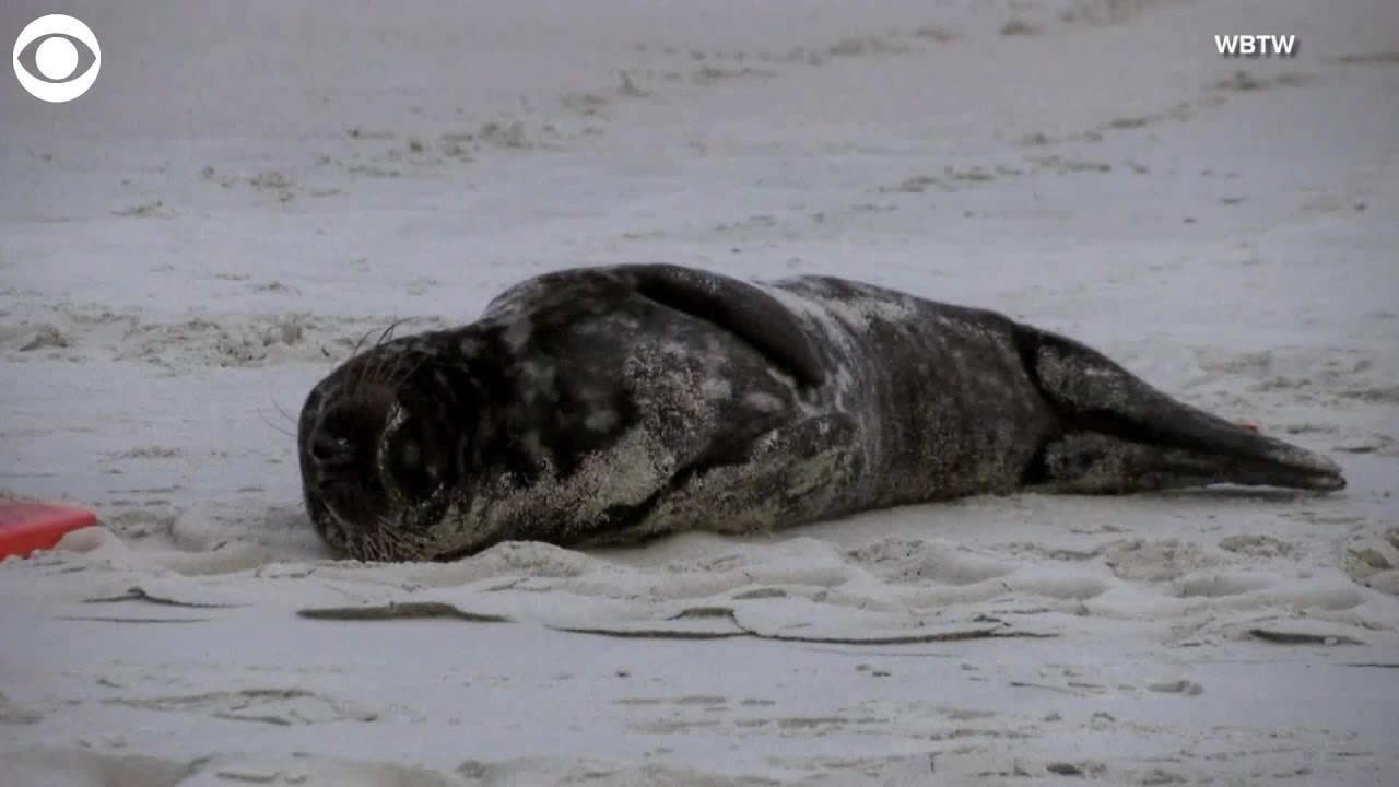 WEB EXTRA: Seal Takes A Break On The Beach - YouTube