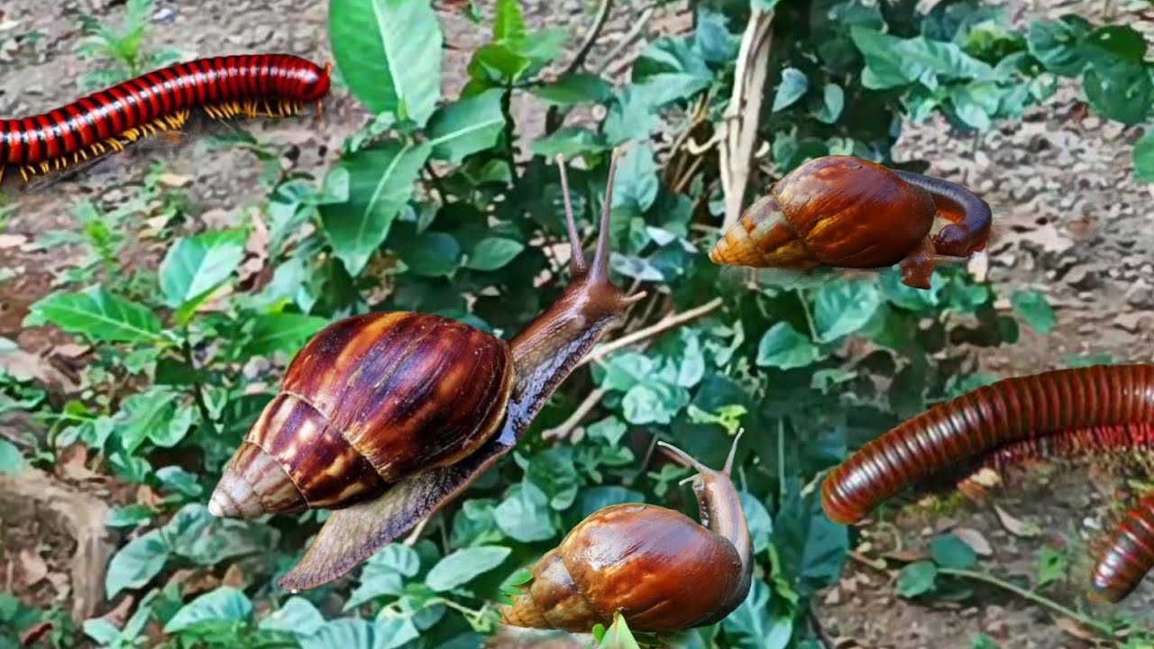 HUNTING SNAIL!! MENCARI KEONG BEKICOT SIPUT SNAIL KAKI SERIBU MILIPEDE ...