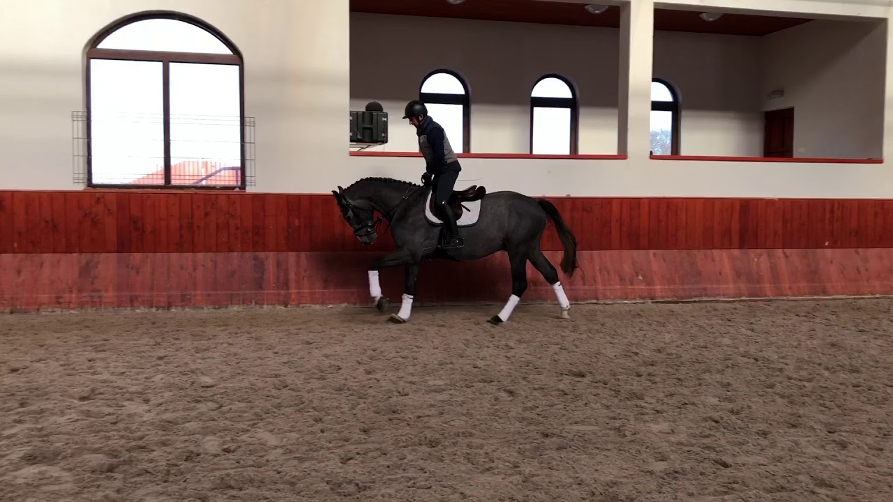 GYR 3years o. SF stallion (Diamant de Semilly x Mr.Blue - YouTube