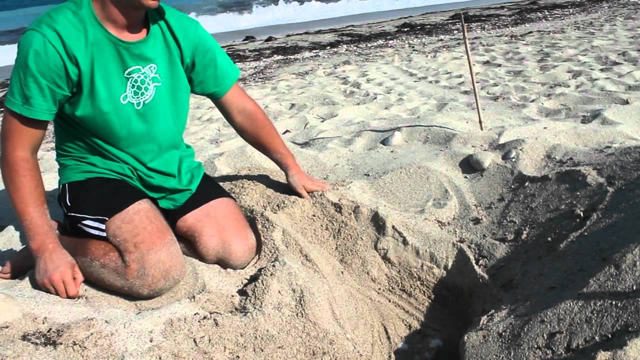 Sea Turtle Loggerhead nest in Lefkada - YouTube