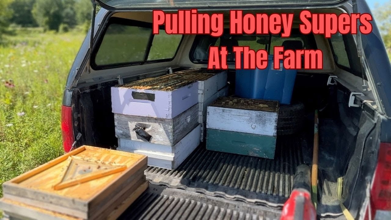 Pulling Farm Honey - YouTube