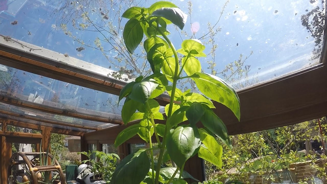 DIY Hydroponic System, Tower Design - Grow Your Own Veggies! - YouTube