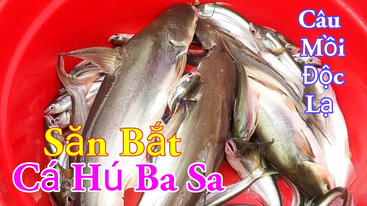 Săn Bắt Cá Hú Ba Sa Câu Mồi Độc Lạ Miền Tây Sông Nước 2023 / Kiềm ...