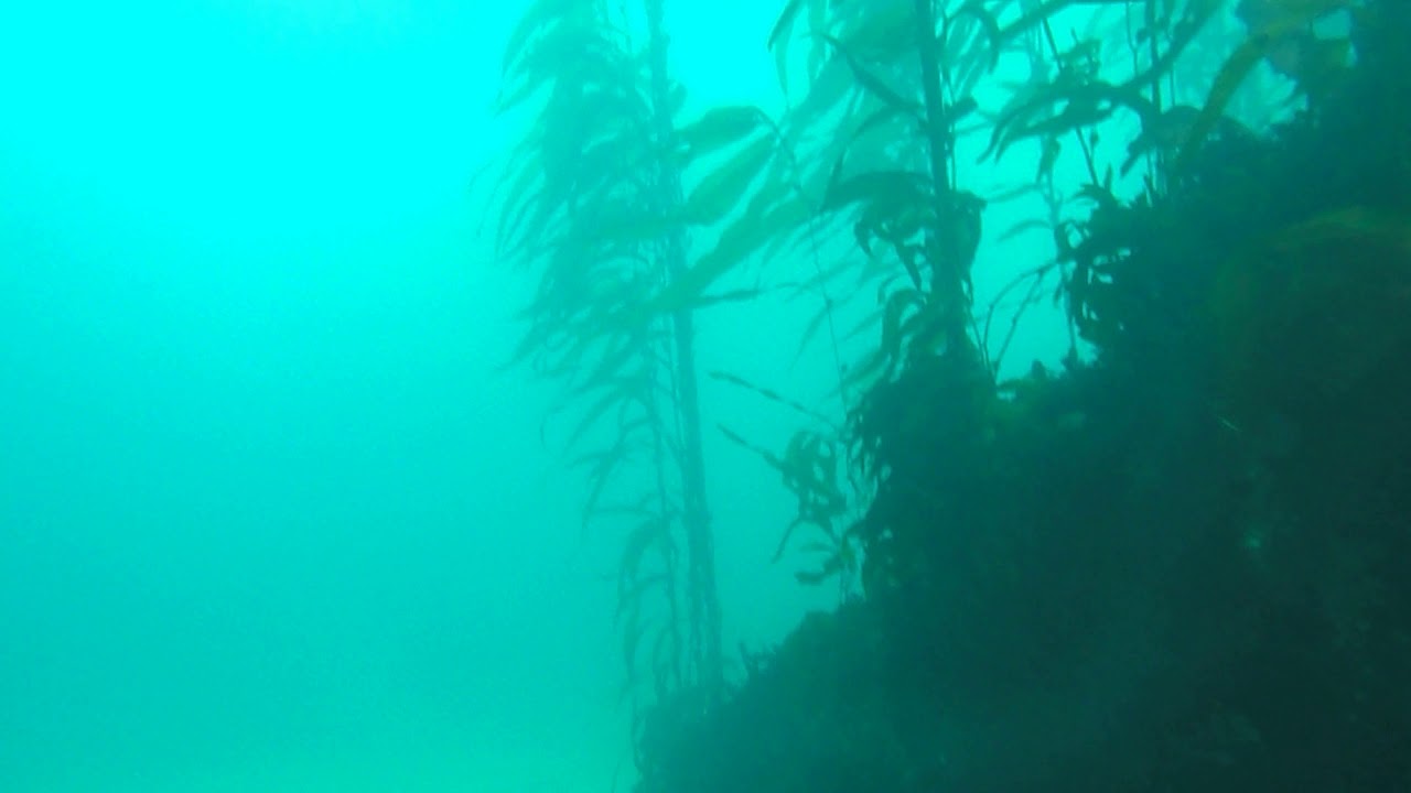 Scuba Diving Monterey- Lover's Point - YouTube