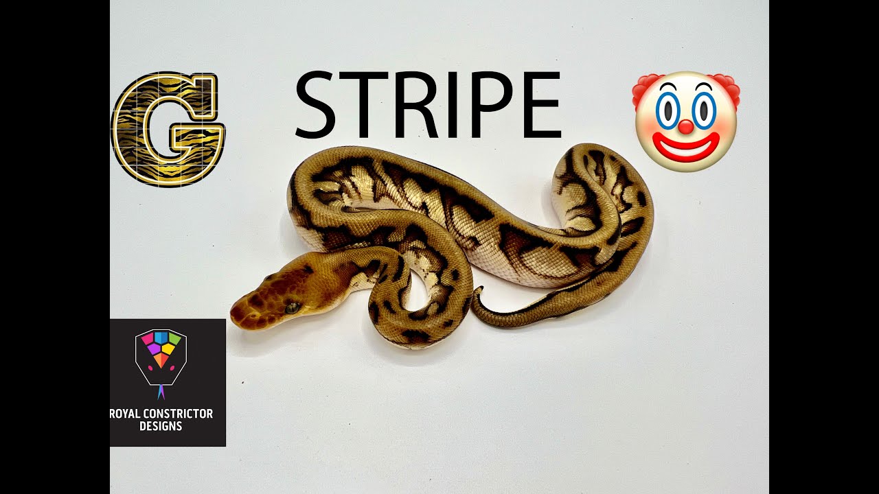 G-Stripe! This is a morph you need to know everything about. - YouTube