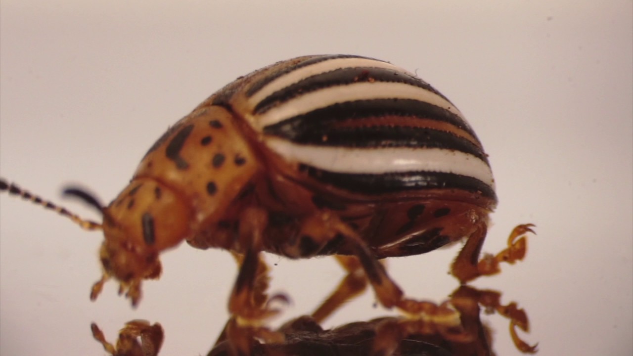 Potato Beetle Raw - YouTube