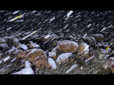 GECE ANİ KAR YAĞIŞI | HIRÇO ORTALIĞI KARIŞTIRIYOR