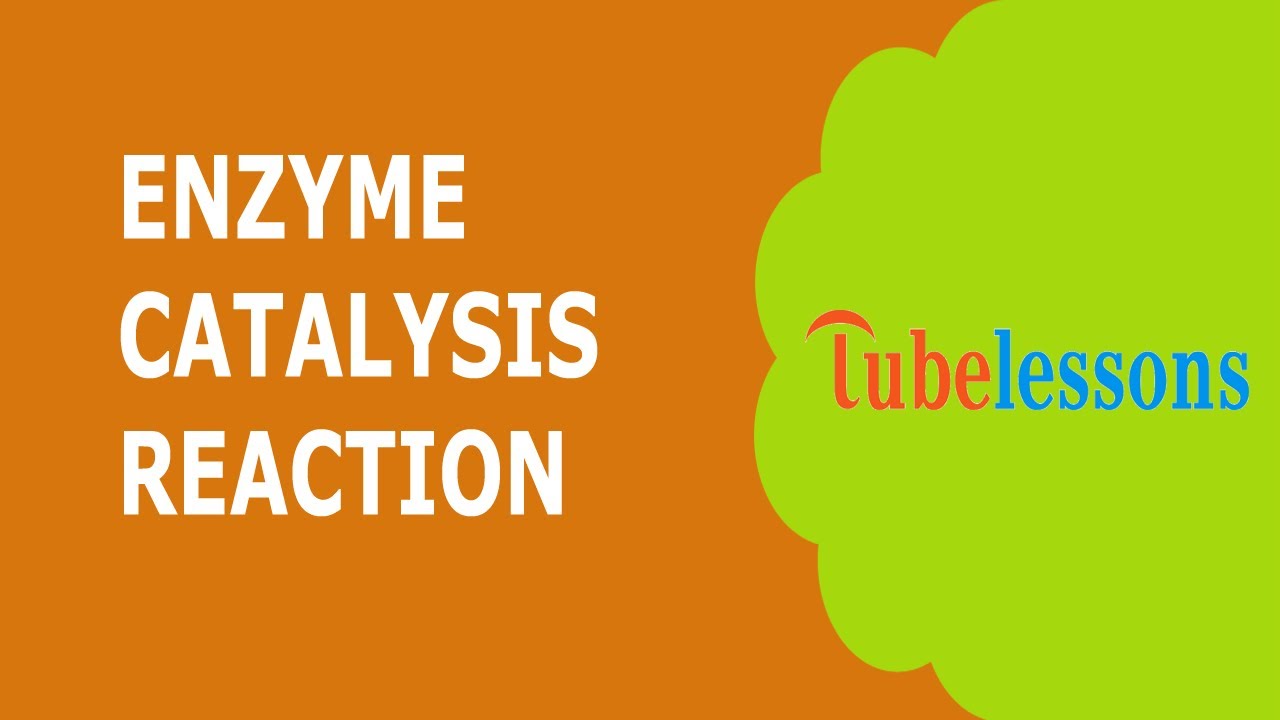Enzyme catalysis reaction - YouTube