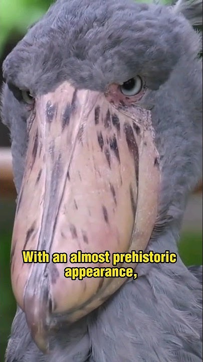 Shoebill Stork - Prehistoric Giant of the Marsh - YouTube