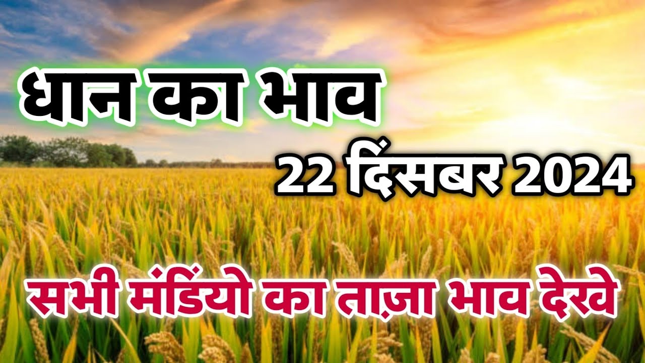 धान का भाव सभी मंडियो से 22 दिसंबर 2024 | #paddy rates today #dhan ...