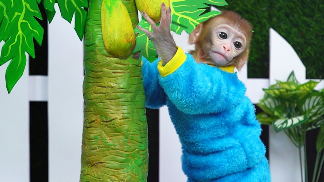 Monkey Baby Liyana Drives Car to the Garden, Plucking Papaya from Tree ...