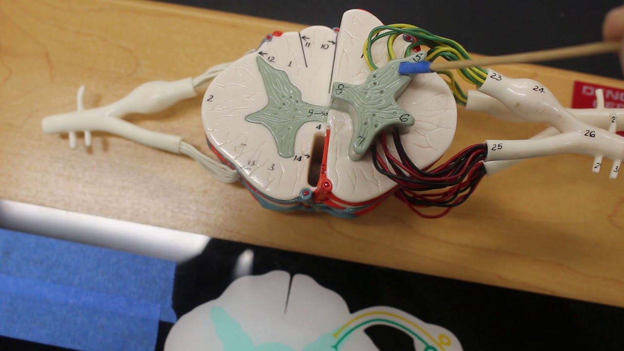 AP 120 Lab 8 Nervous System: Spinal Cord Model - YouTube