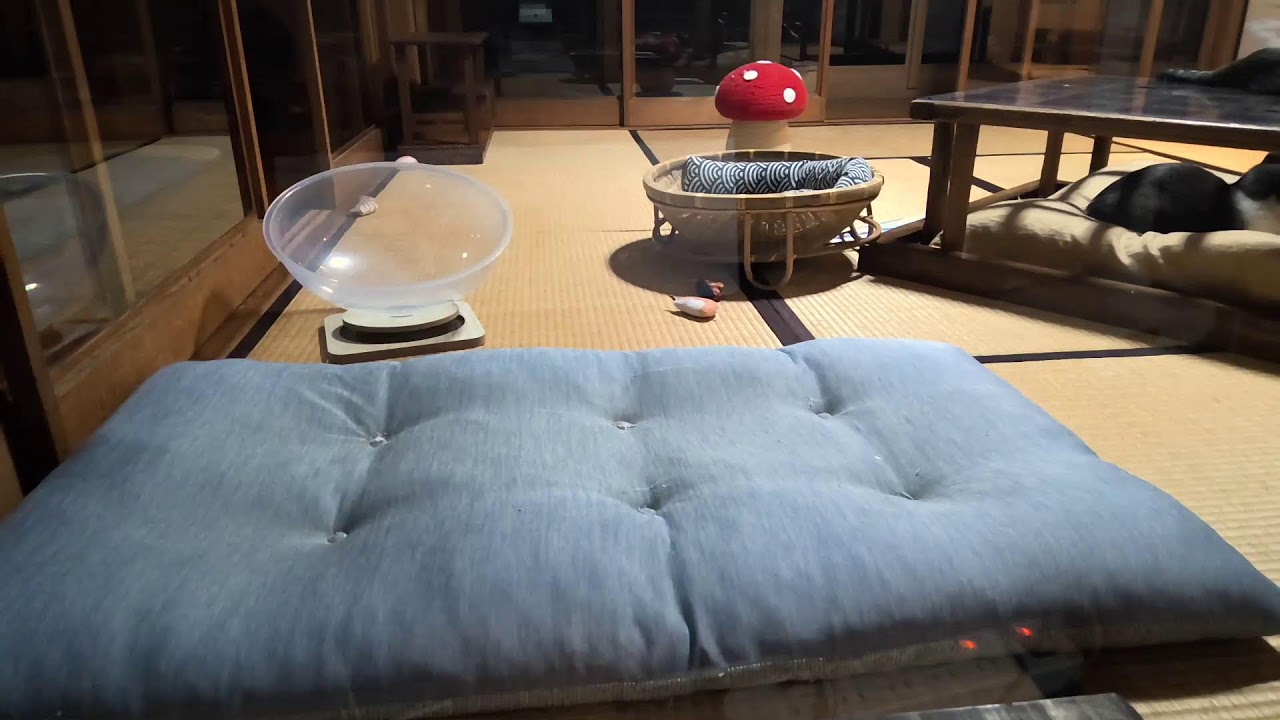 垂れ流し配信‗夕‗20250926 - YouTube