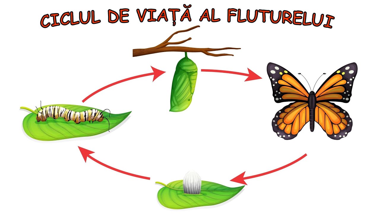 Ciclul de viață al fluturelui - YouTube
