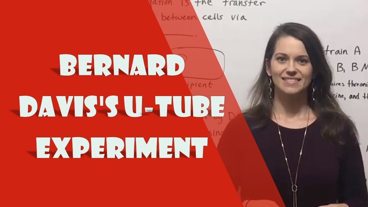 Bernard Davis's U-Tube Experiment (Conjugation) - YouTube
