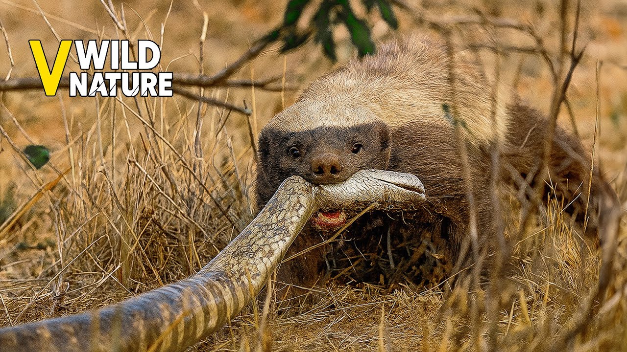 Craziest Fights of Honey Badger In Animal Kingdom | Animal Fights - YouTube